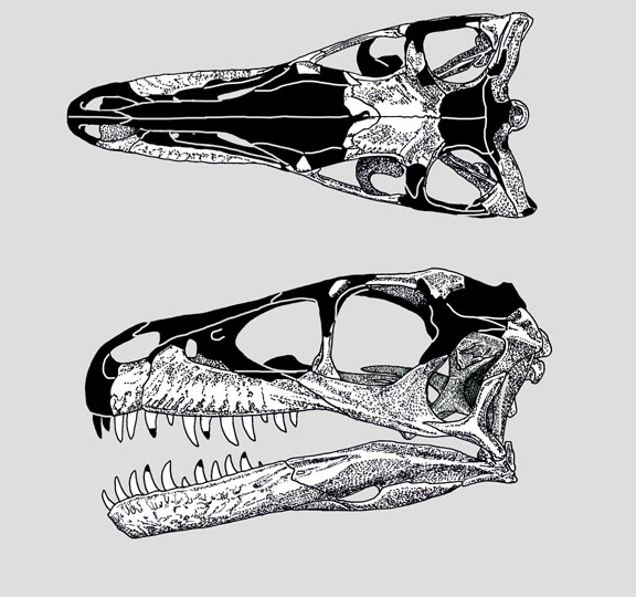 Dromaeosaurus Skull